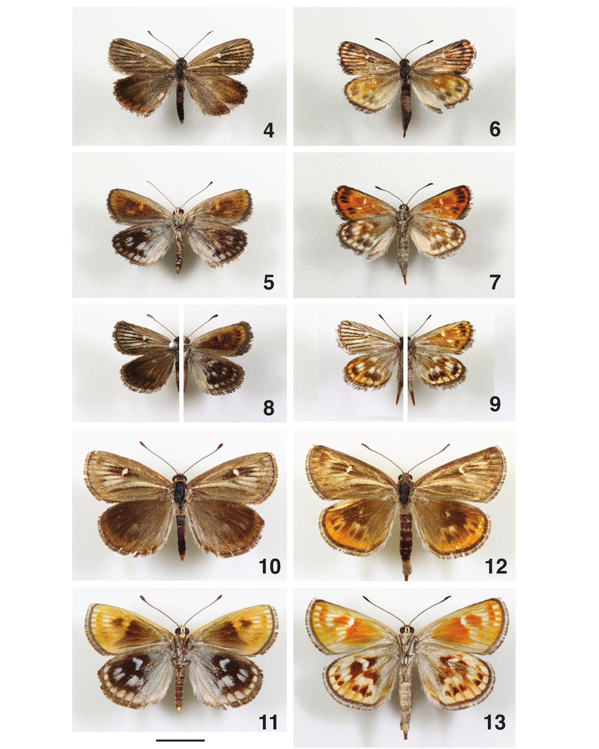 A New Species of Sun-Moth, Synemon kimberleyensis sp. nov. (Lepidoptera ...