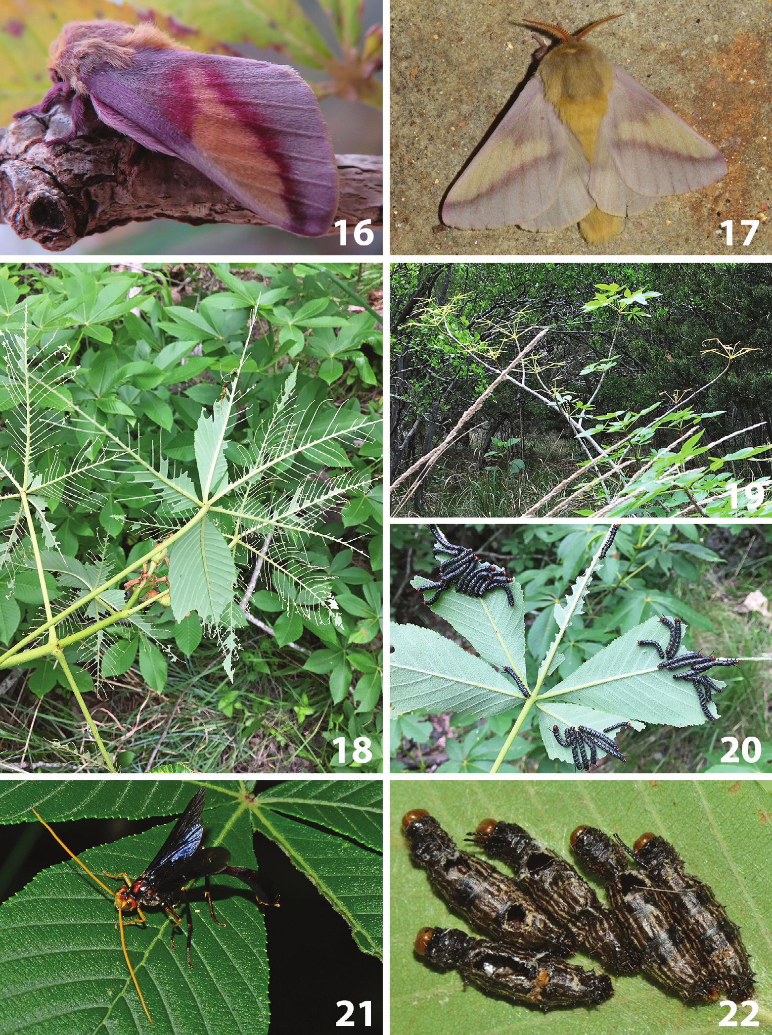 A New Dryocampa Species (Saturniidae: Ceratocampinae) from the Hill ...