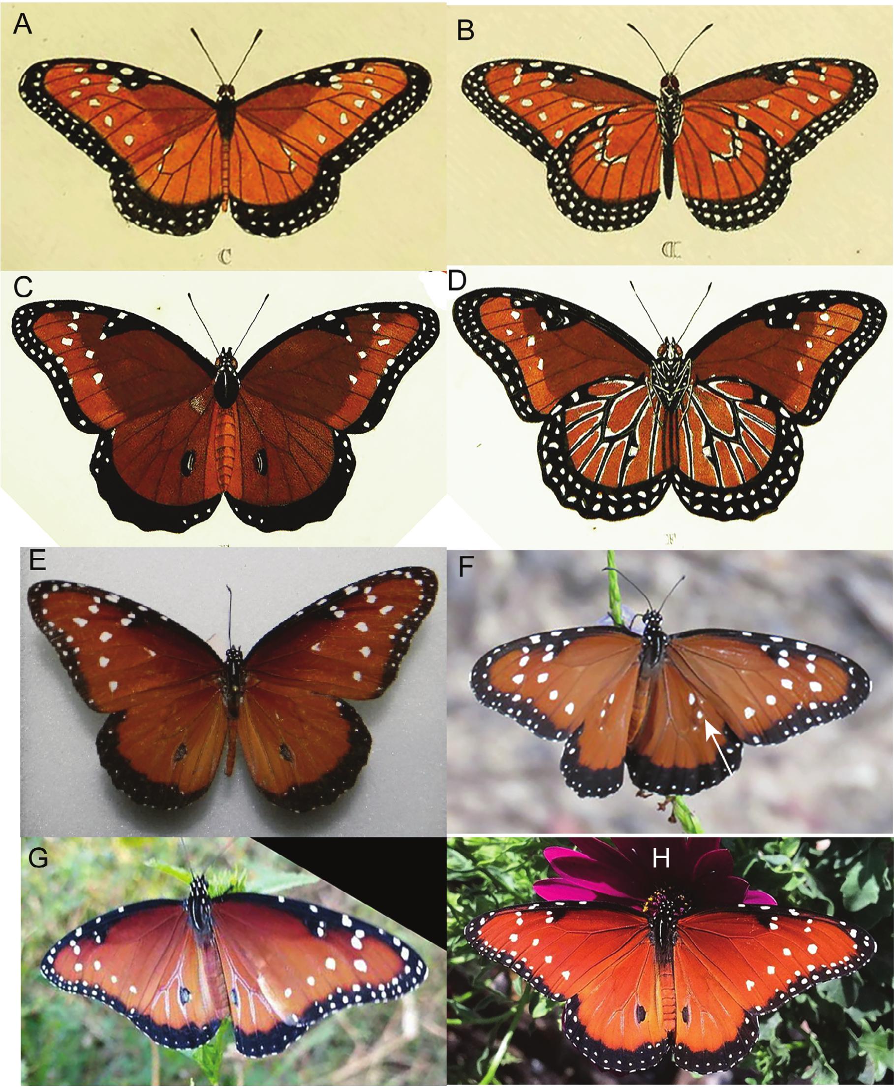 Reassessment of Infraspecific Nomenclature of the Queen, Danaus ...