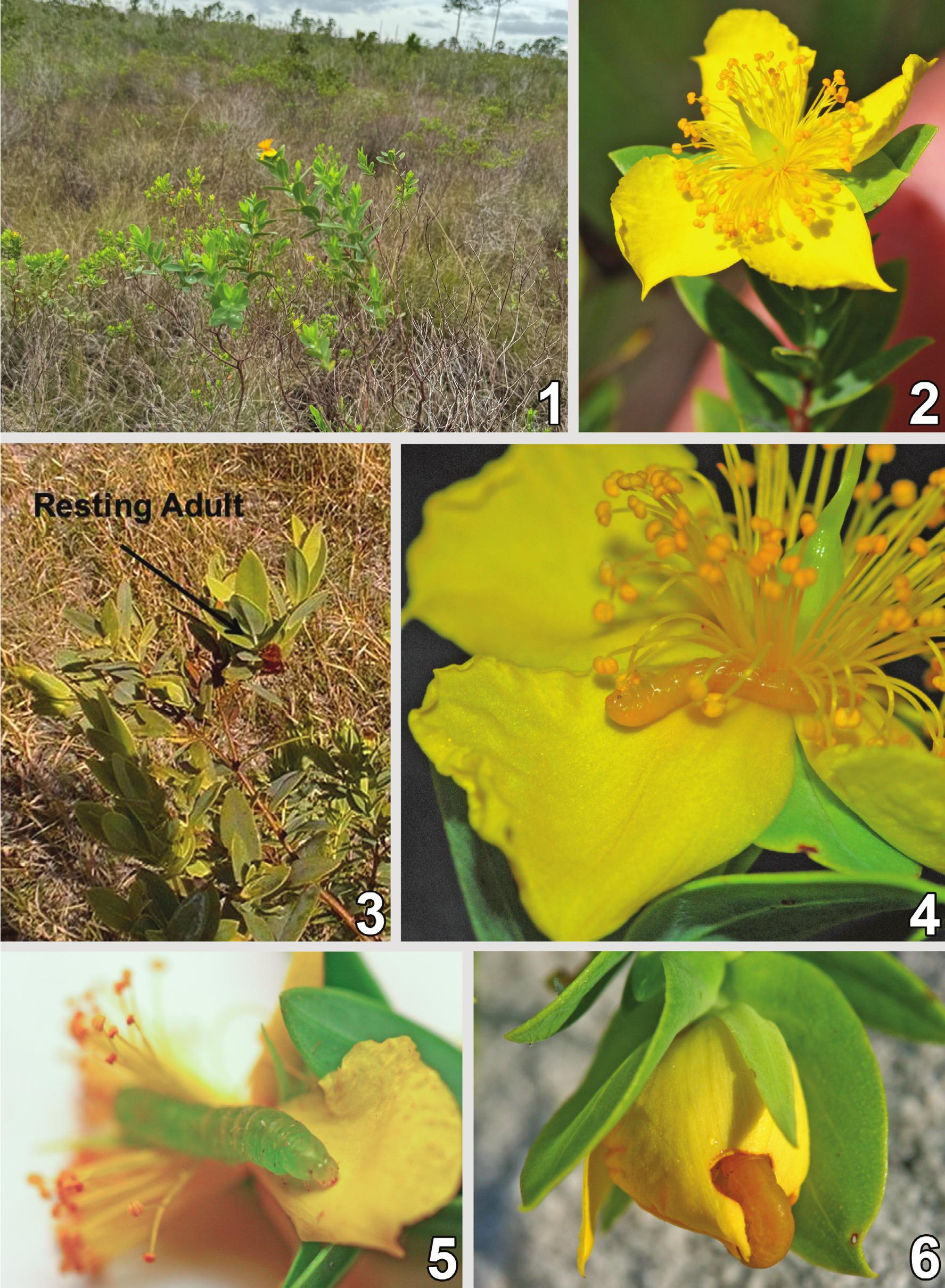 The Life History of Schinia scissa (Grote) (Noctuidae: Heliothinae)