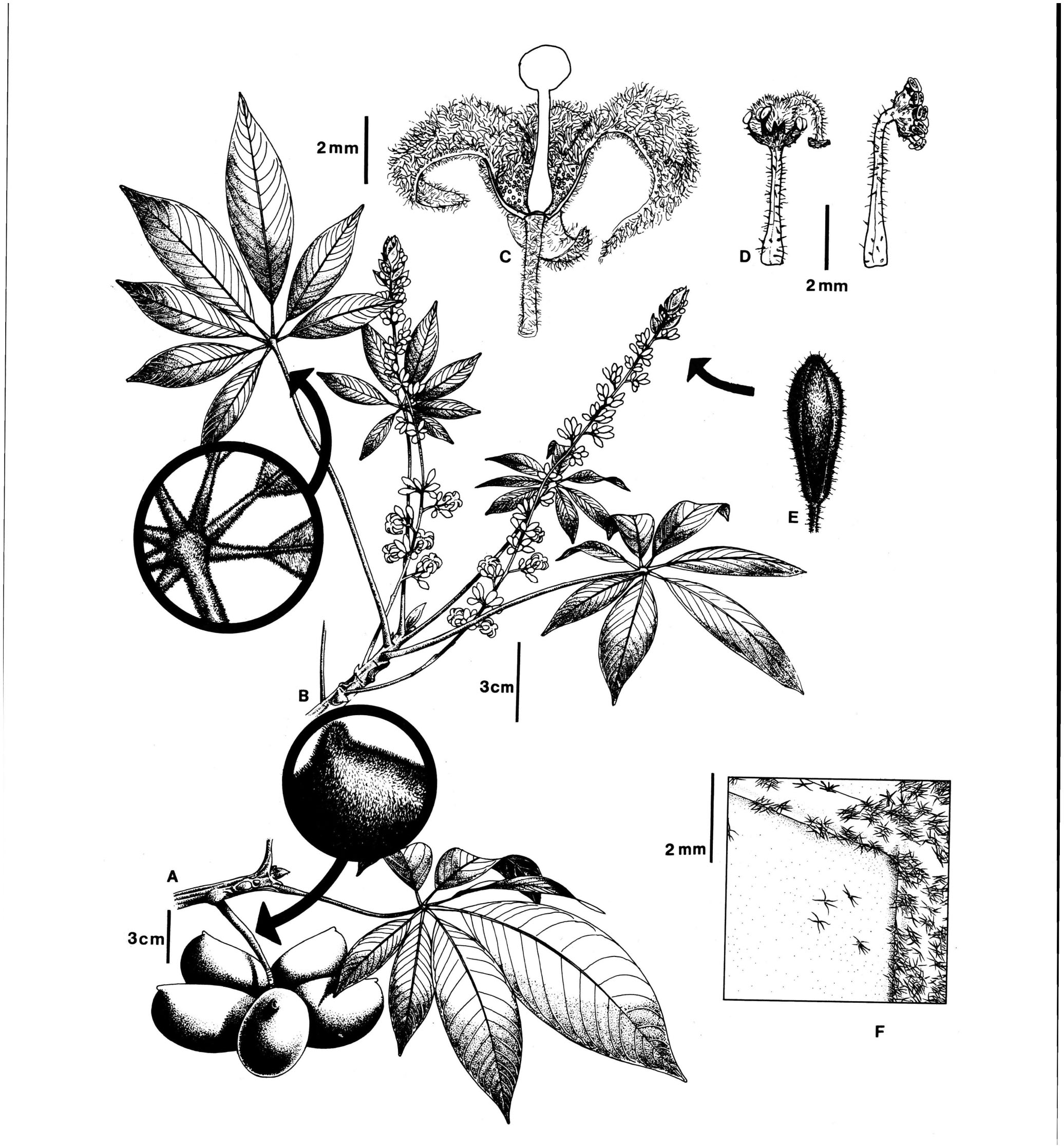 Sterculia xolocotzii (Sterculiaceae), A New Species of Rain Forest ...