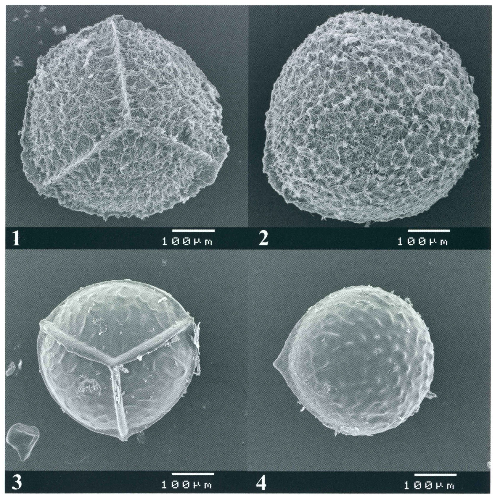 Taxonomy and Identification of Isoetes (Isoetaceae) in Texas Based on ...