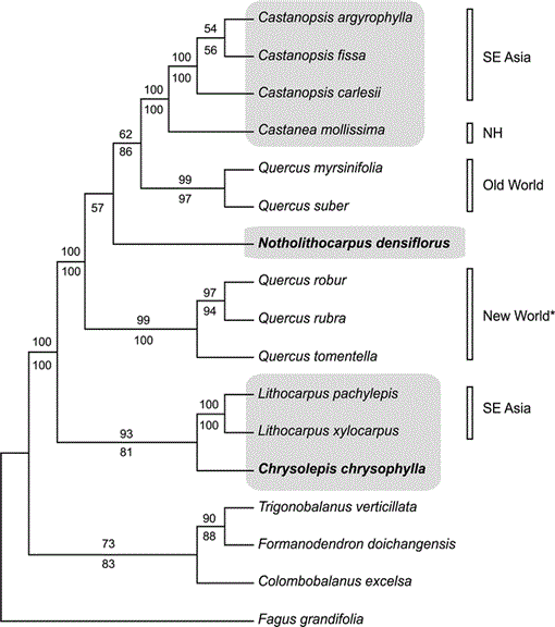 Phylogenetic Relationships and Taxonomic Status Of the Paleoendemic ...