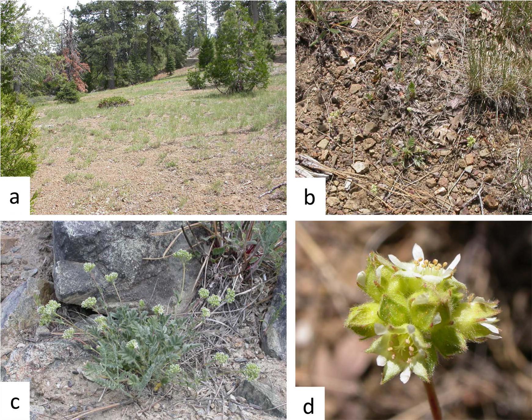 A NEW VARIETY OF HORKELIA TRIDENTATA (ROSACEAE: POTENTILLEAE) FROM THE ...