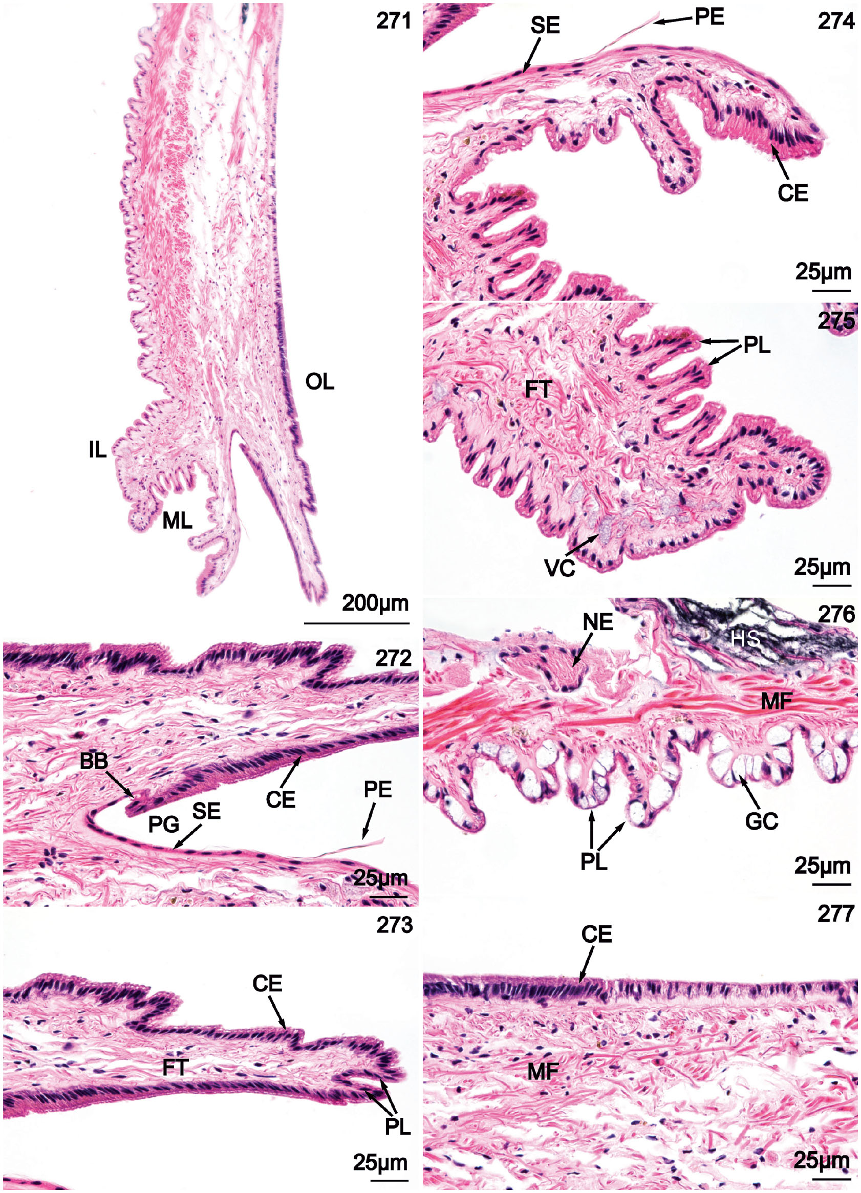 Histological Atlas of Freshwater Mussels (Bivalvia, Unionidae): Villosa ...