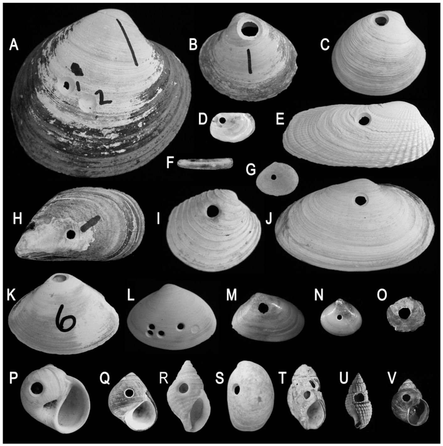 Diet Breadth of the Northern Moonsnail (Lunatia heros) on the ...