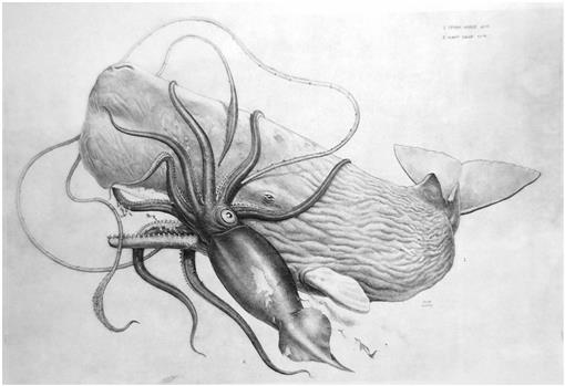 A Compilation of Recent Records of the Giant Squid, Architeuthis dux ...