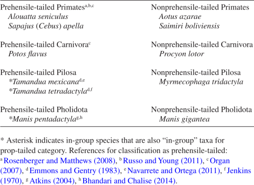 Comparative and functional morphology of chevron bones among mammals