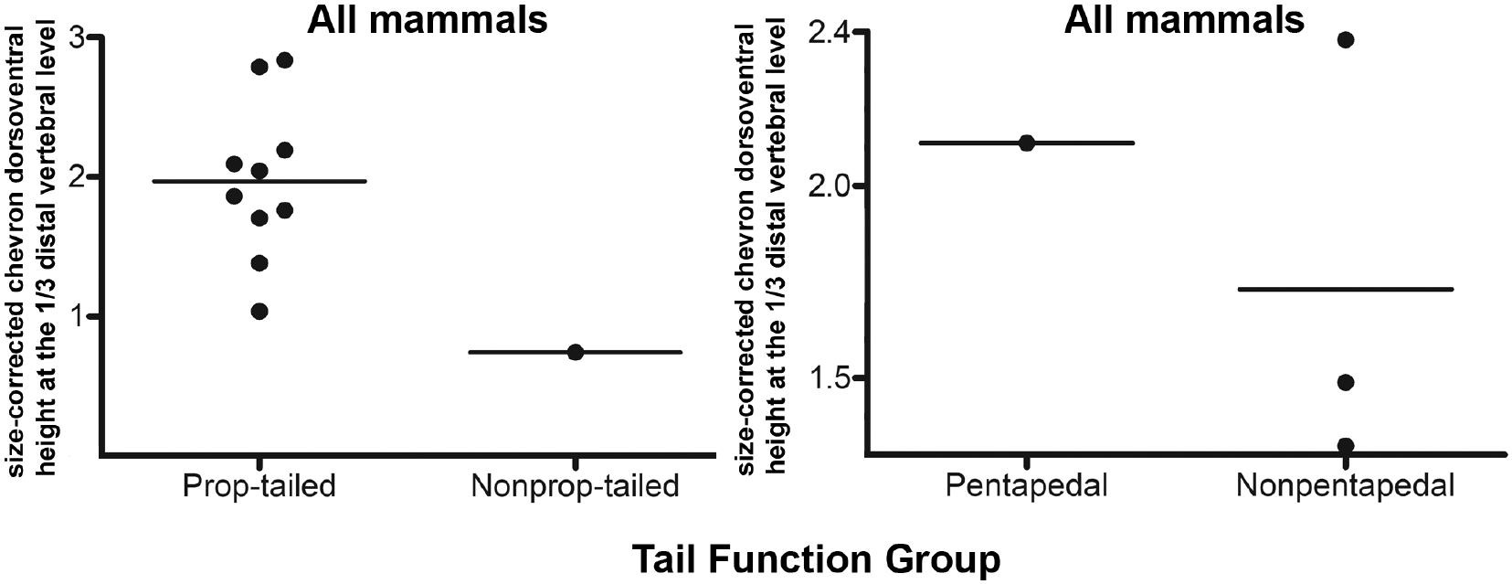 Comparative and functional morphology of chevron bones among mammals