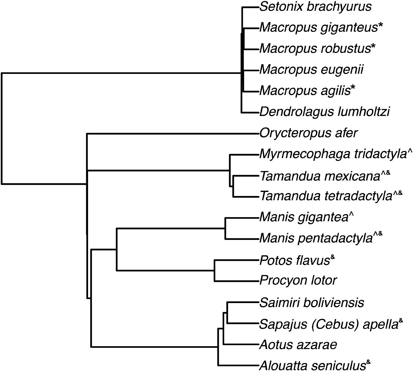 Comparative and functional morphology of chevron bones among mammals