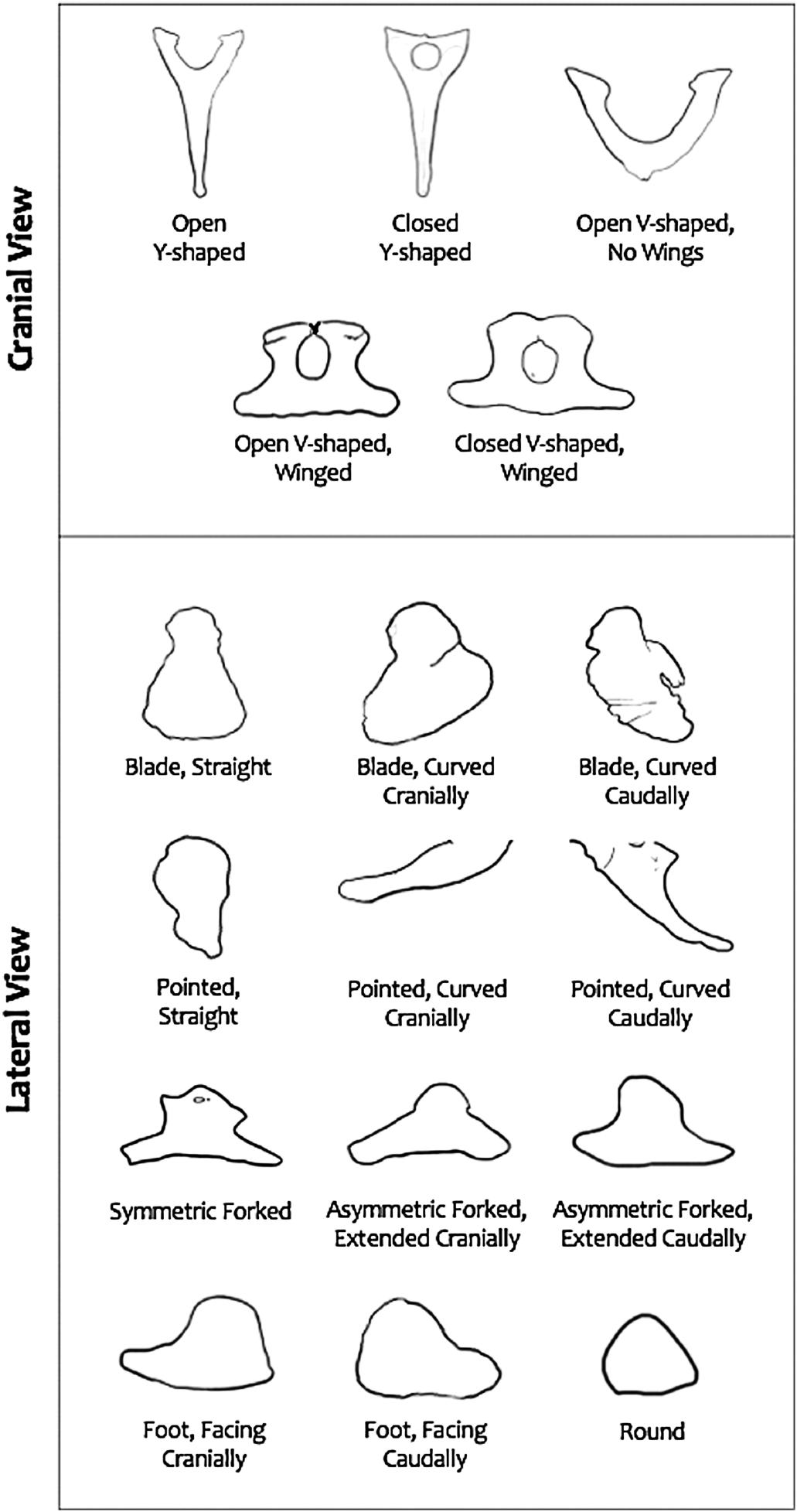 Comparative and functional morphology of chevron bones among mammals