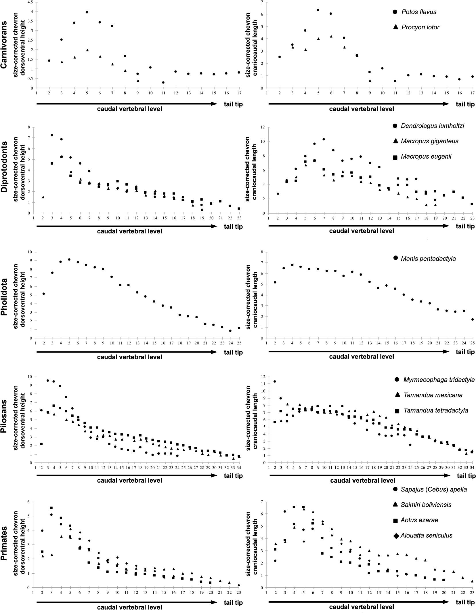 Comparative and functional morphology of chevron bones among mammals