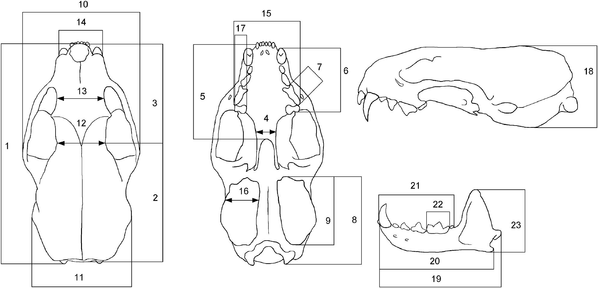 Cranial variation in the Altai weasel Mustela altaica (Carnivora ...