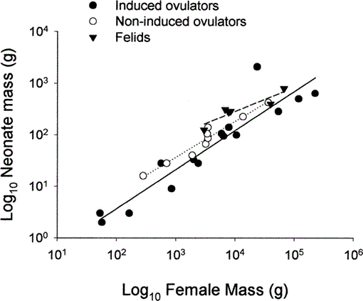 EVOLUTION OF INDUCED OVULATION IN NORTH AMERICAN CARNIVORES