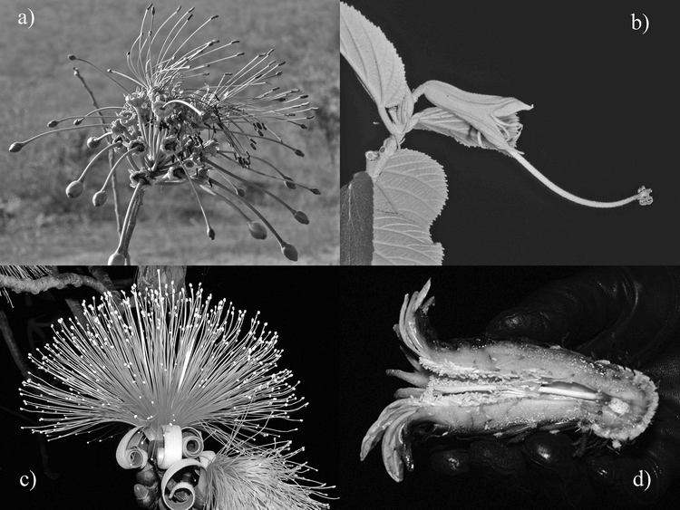 Diet and Cranial Morphology of Musonycteris harrisoni, a Highly ...