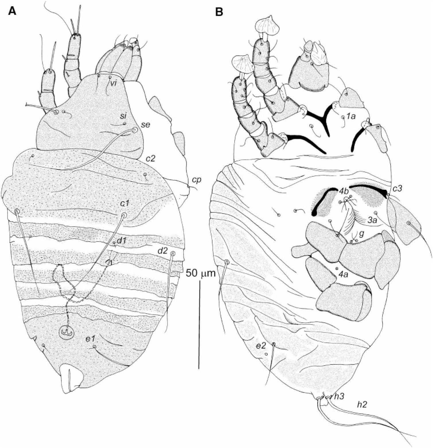 New Species and New Records of Mites of the Family Myocoptidae ...