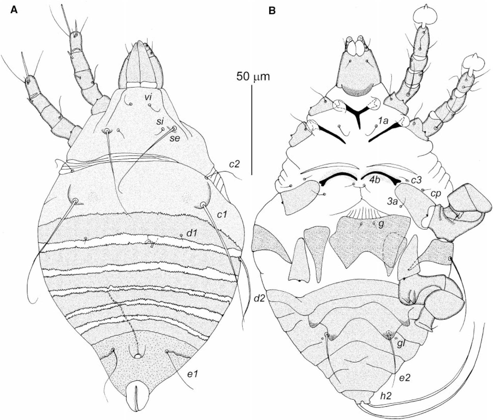 New Species and New Records of Mites of the Family Myocoptidae ...