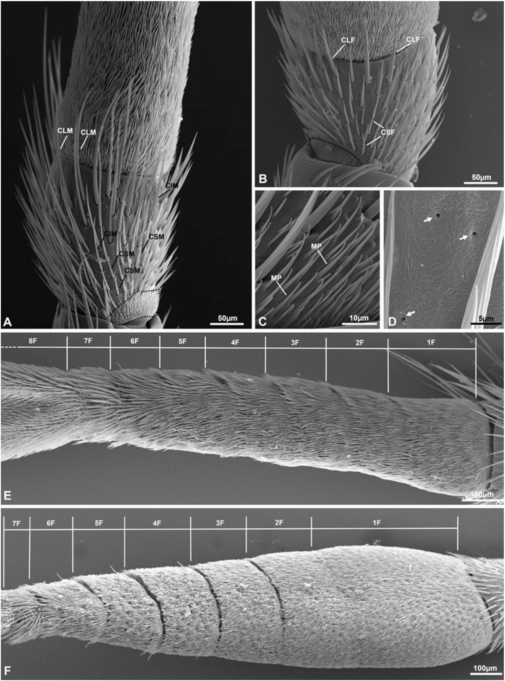 Morphology of the Antenna of Hermetia illucens (Diptera: Stratiomyidae ...