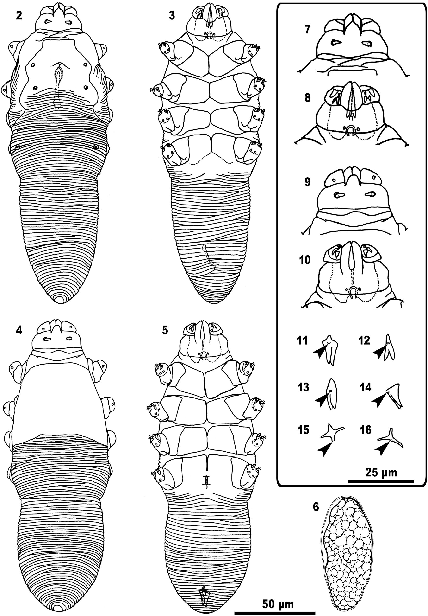A New Stubby Species of Demodectic Mite (Acari: Demodicidae) From the ...