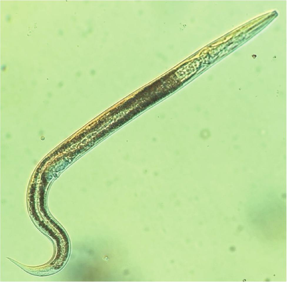 Sand Fly Colony Crash Tentatively Attributed to Nematode Infestation