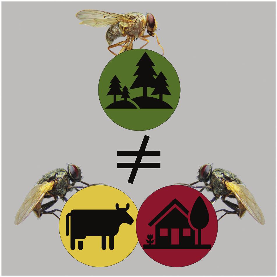 Sarcosaprophagous Muscid Fly (Diptera: Muscidae) Assemblages Along an ...