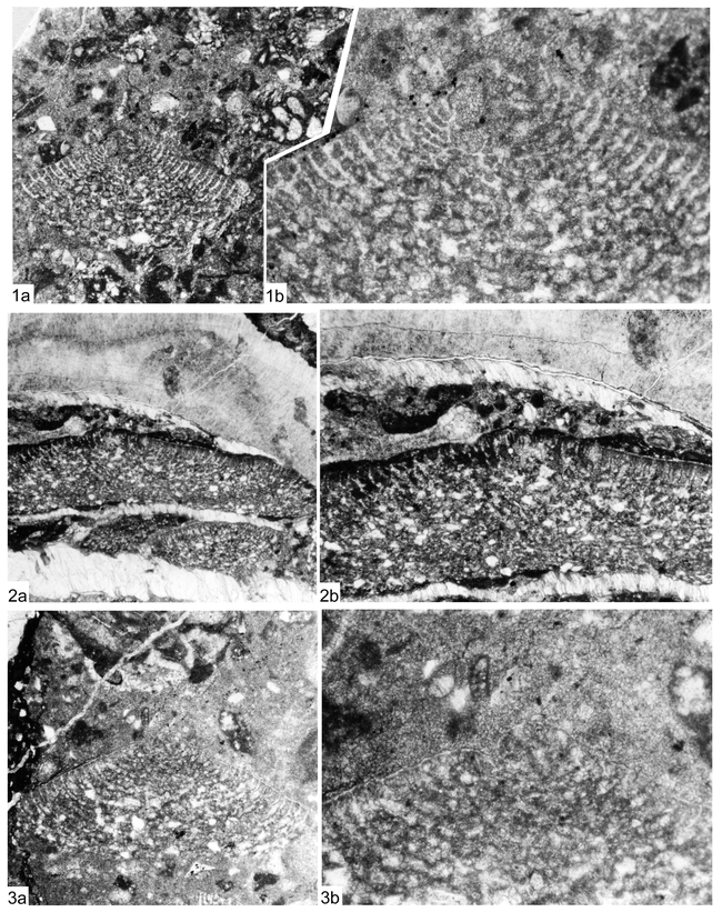 Praeorbitolinoides, a new Orbitolinid foraminiferal genus from the ...
