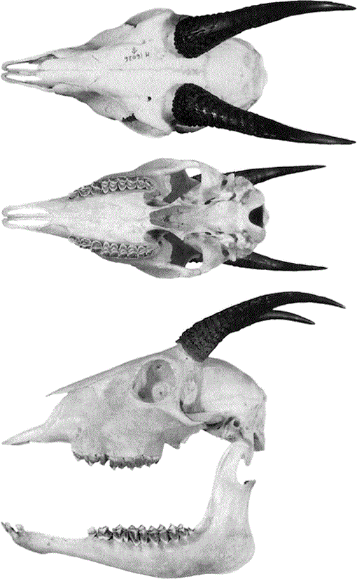 Capricornis crispus