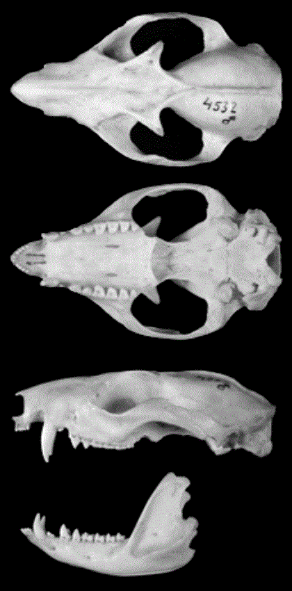 Caluromys lanatus