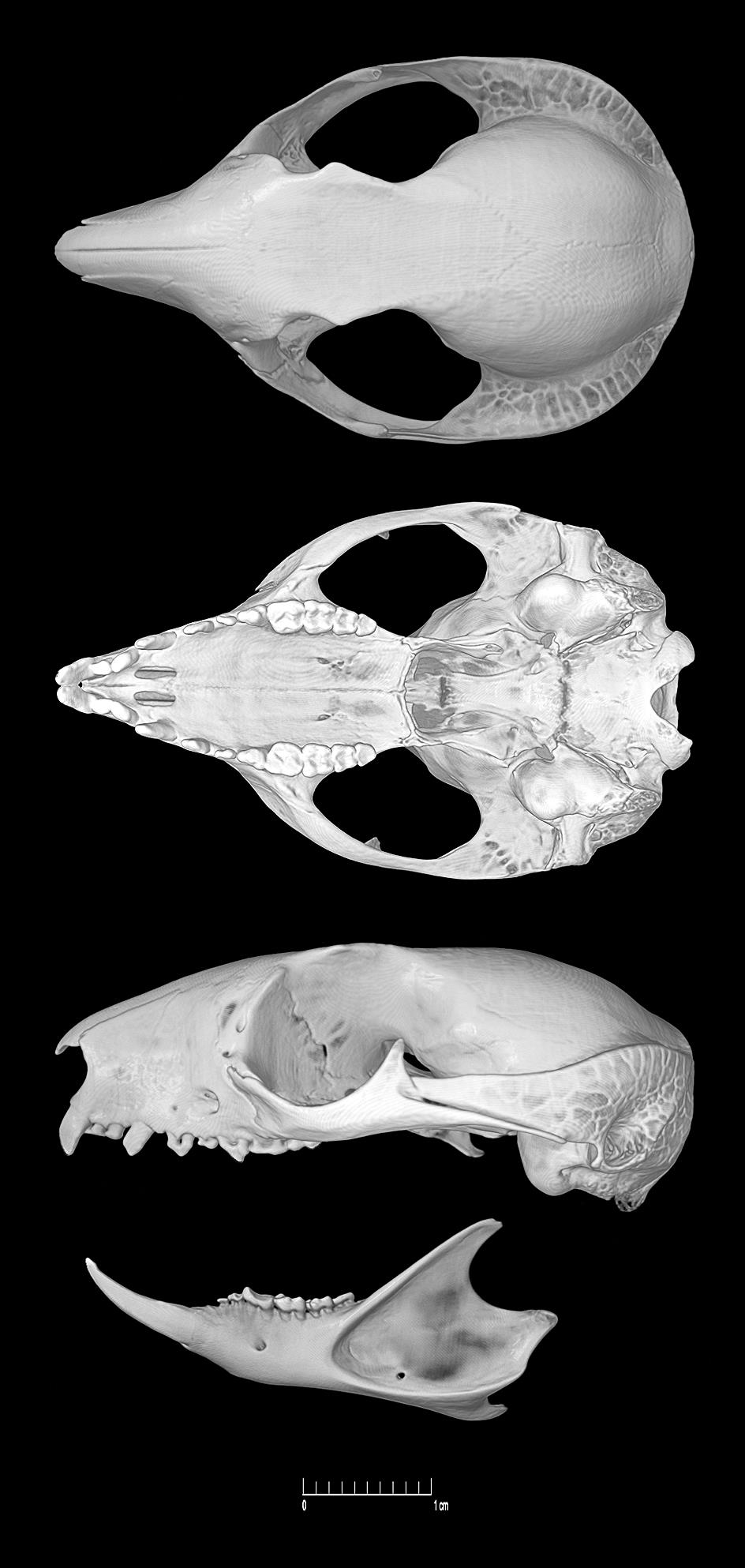 Petaurus gracilis (Diprotodontia: Petauridae)