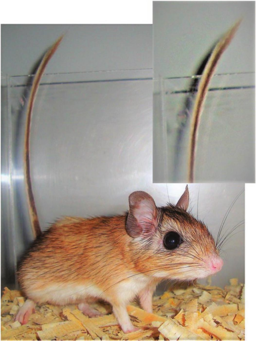 Trinomys yonenagae (Rodentia: Echimyidae)