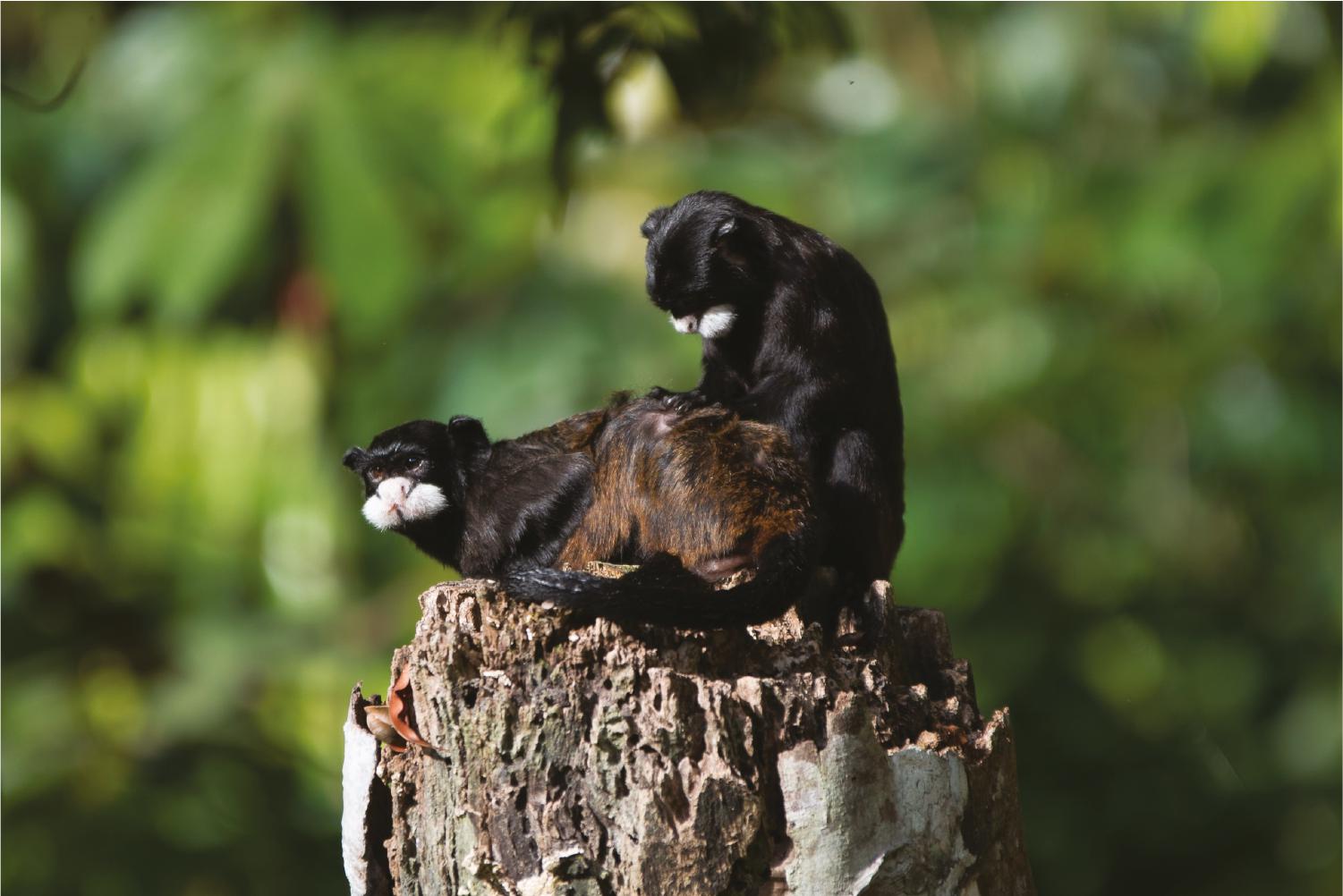 Saguinus mystax (Primates: Callitrichidae)