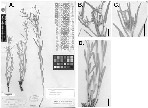 A Revision of the Mexican Species of Lithospermum (Boraginaceae) 1