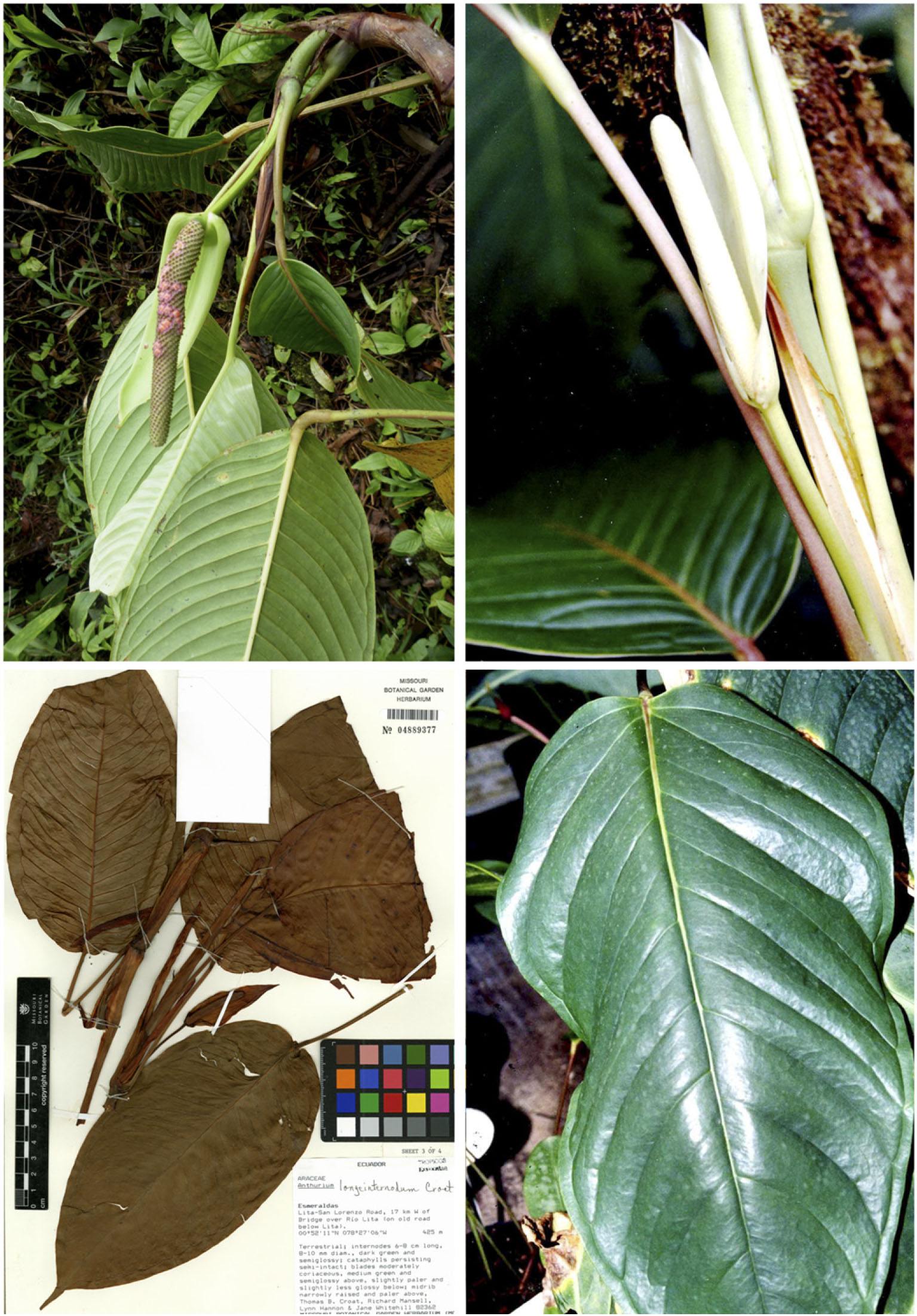 Araceae of the Lita–San Lorenzo Region (Esmeraldas Province, Ecuador ...