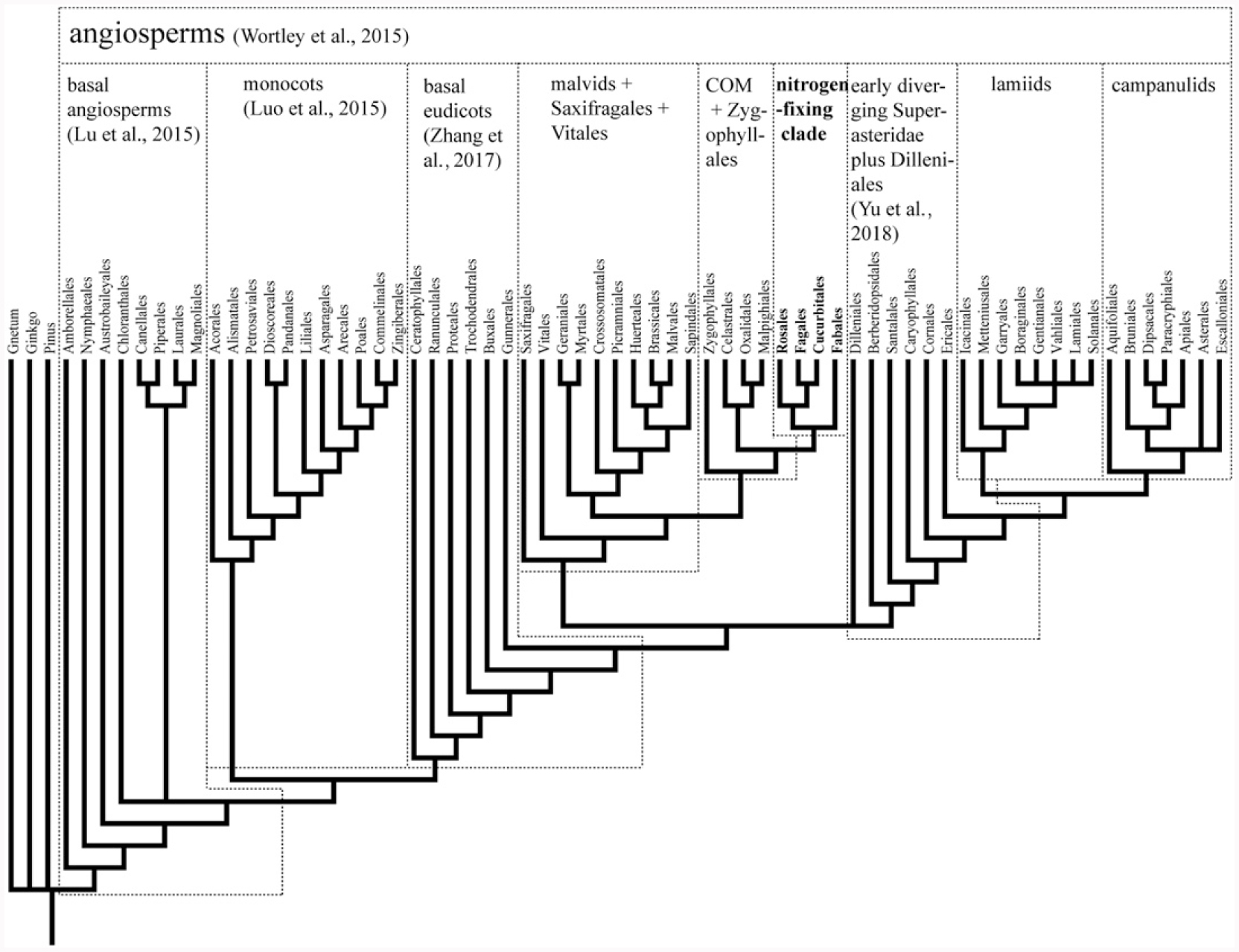 Evolution of Angiosperm Pollen. 7. Nitrogen-Fixing Clade1
