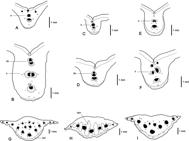 A Taxonomic Revision Of the South African Endemic Genus Arctopus ...