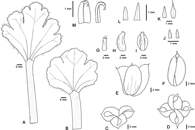 A Taxonomic Revision Of the South African Endemic Genus Arctopus ...