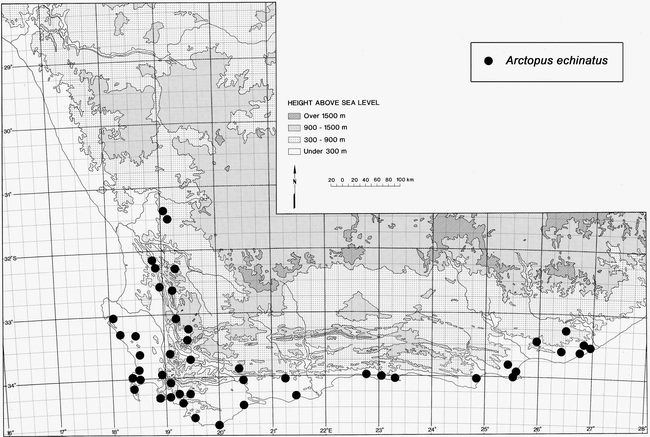 A Taxonomic Revision Of the South African Endemic Genus Arctopus ...