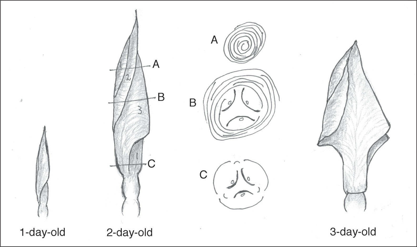 A Note on Iris Flower Anthesis: Mechanism and Meaning of Sudden Flower ...