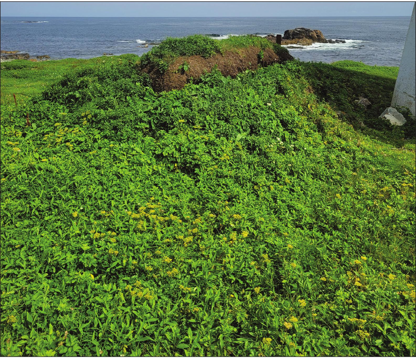 Discovery of a Hydrobates leucorhous (Leach's Storm-Petrel) Colony at ...