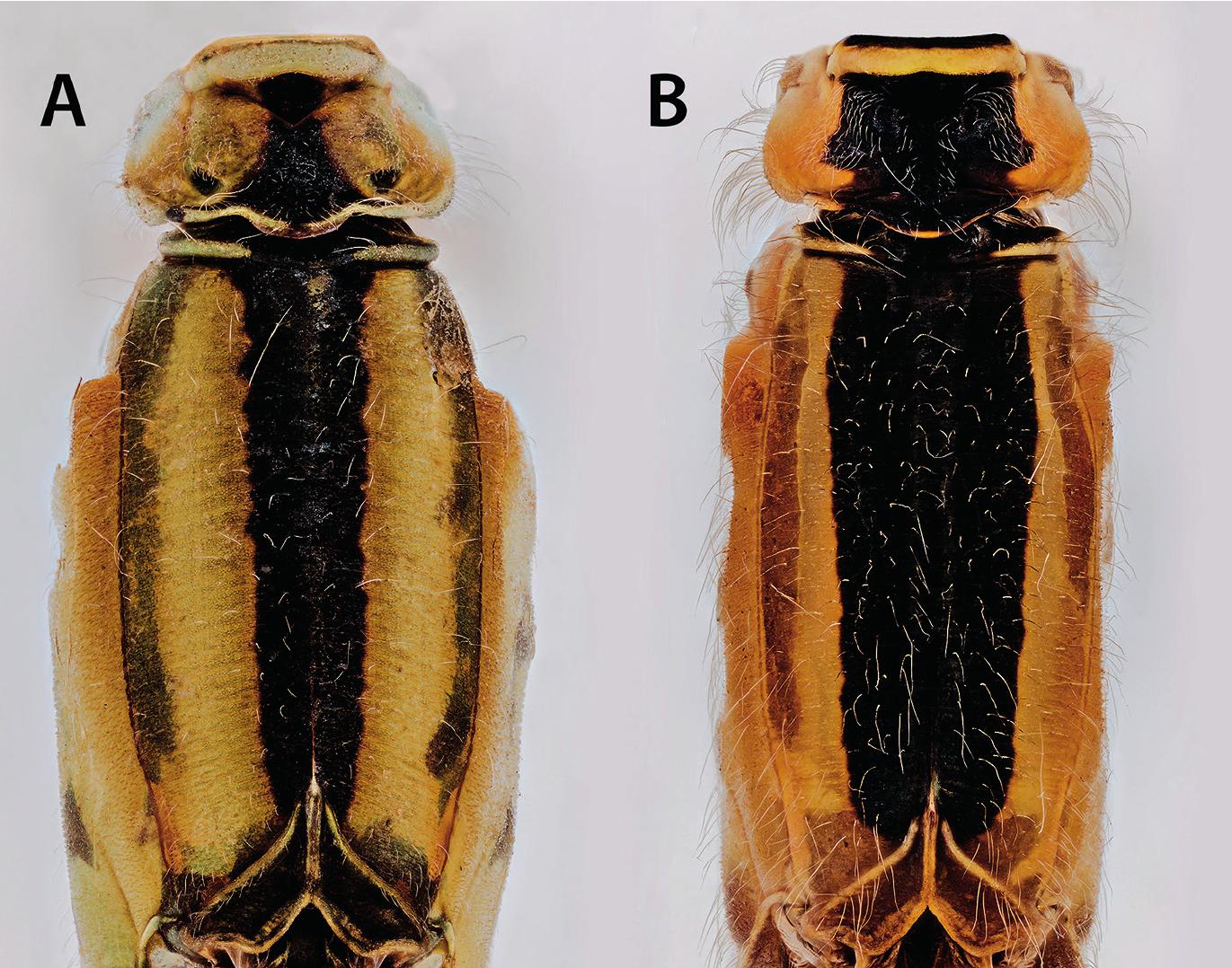Diagnostic characteristics for distinguishing adult females of Ischnura ...