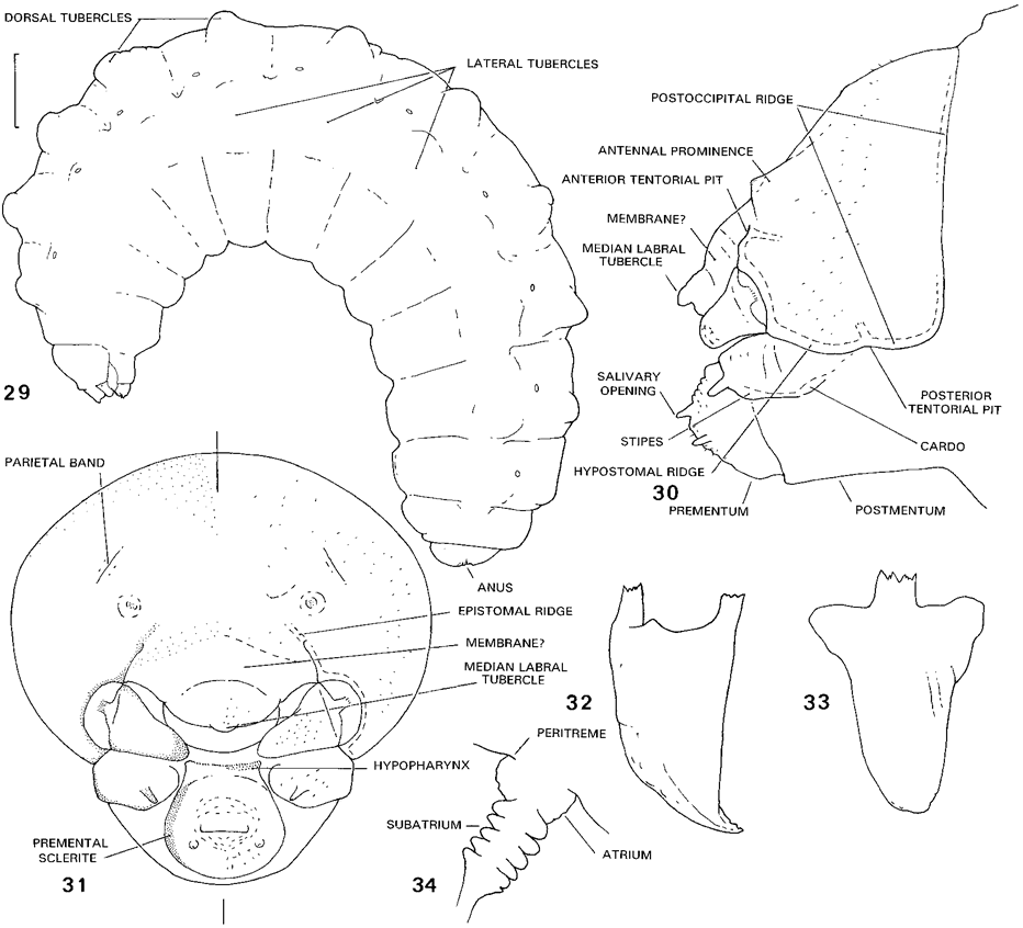 Biology of the Bee Canephorula apiformis and Its Cleptoparasite ...