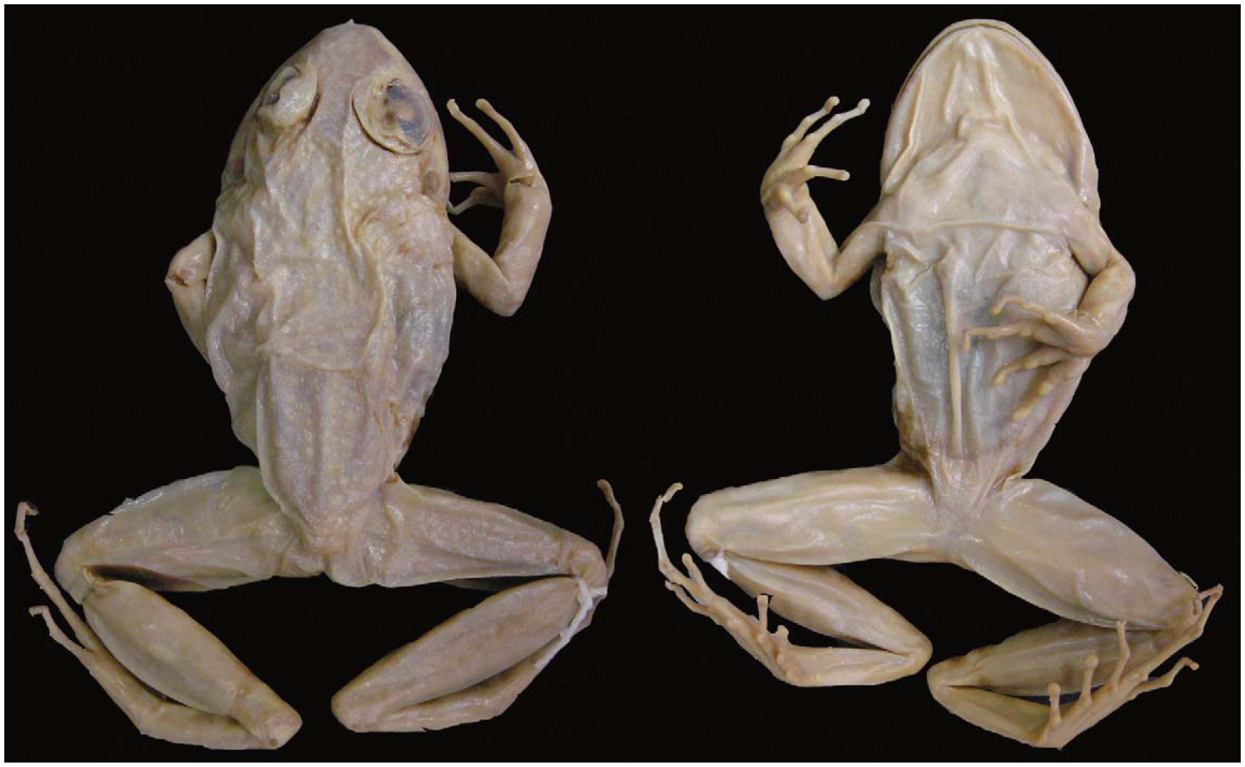 A Revision of Species Diversity in the Neotropical Genus Oreobates ...