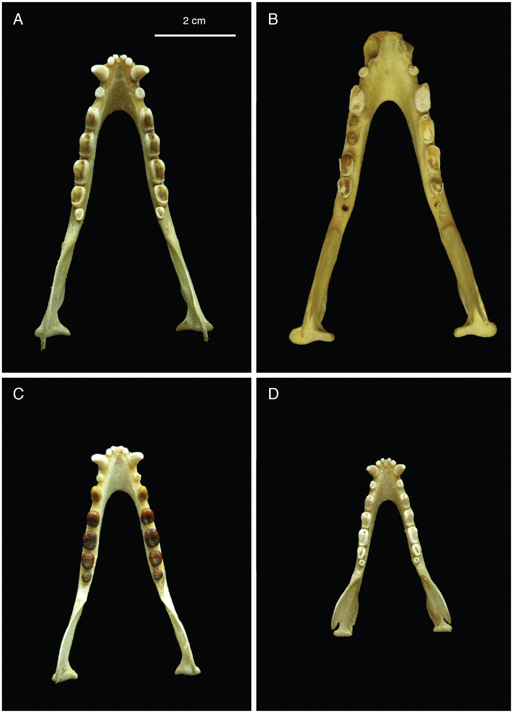 New Records of Flying Foxes (Chiroptera: Pteropus sp.) from Seram ...