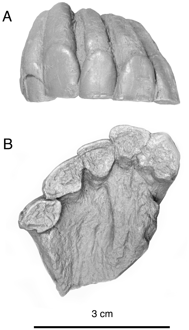 New Paleogene Notohippids and Leontiniids (Toxodontia; Notoungulata ...
