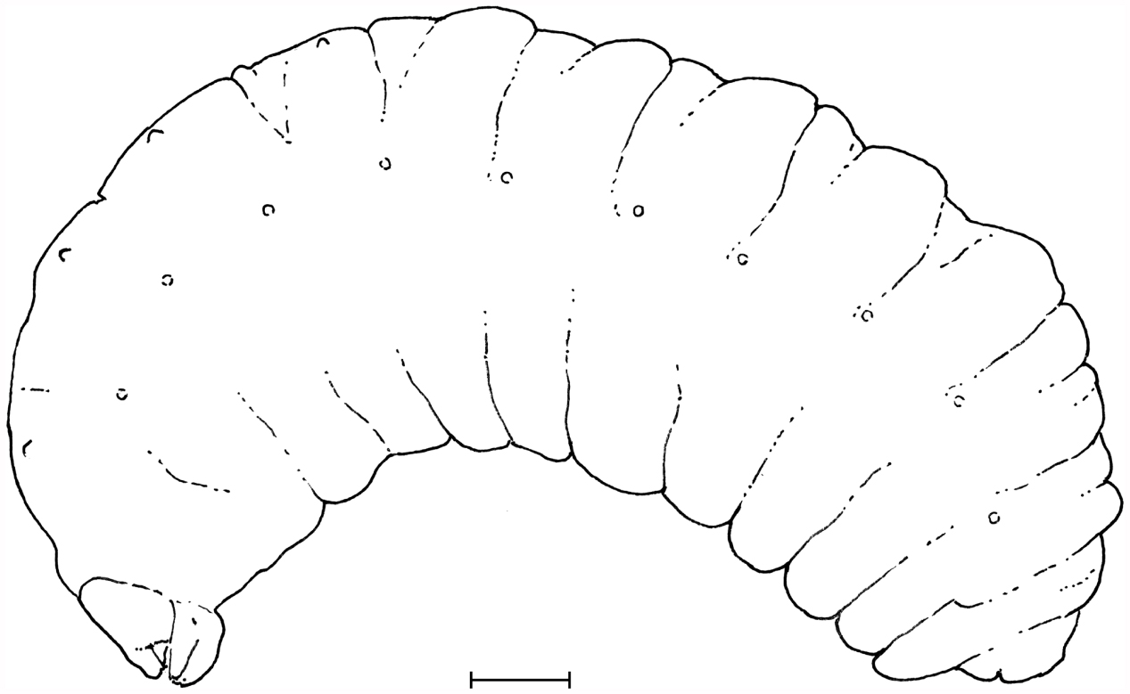 Immature Stages of Selected Meliponine Bees (Apoidea: Apidae)