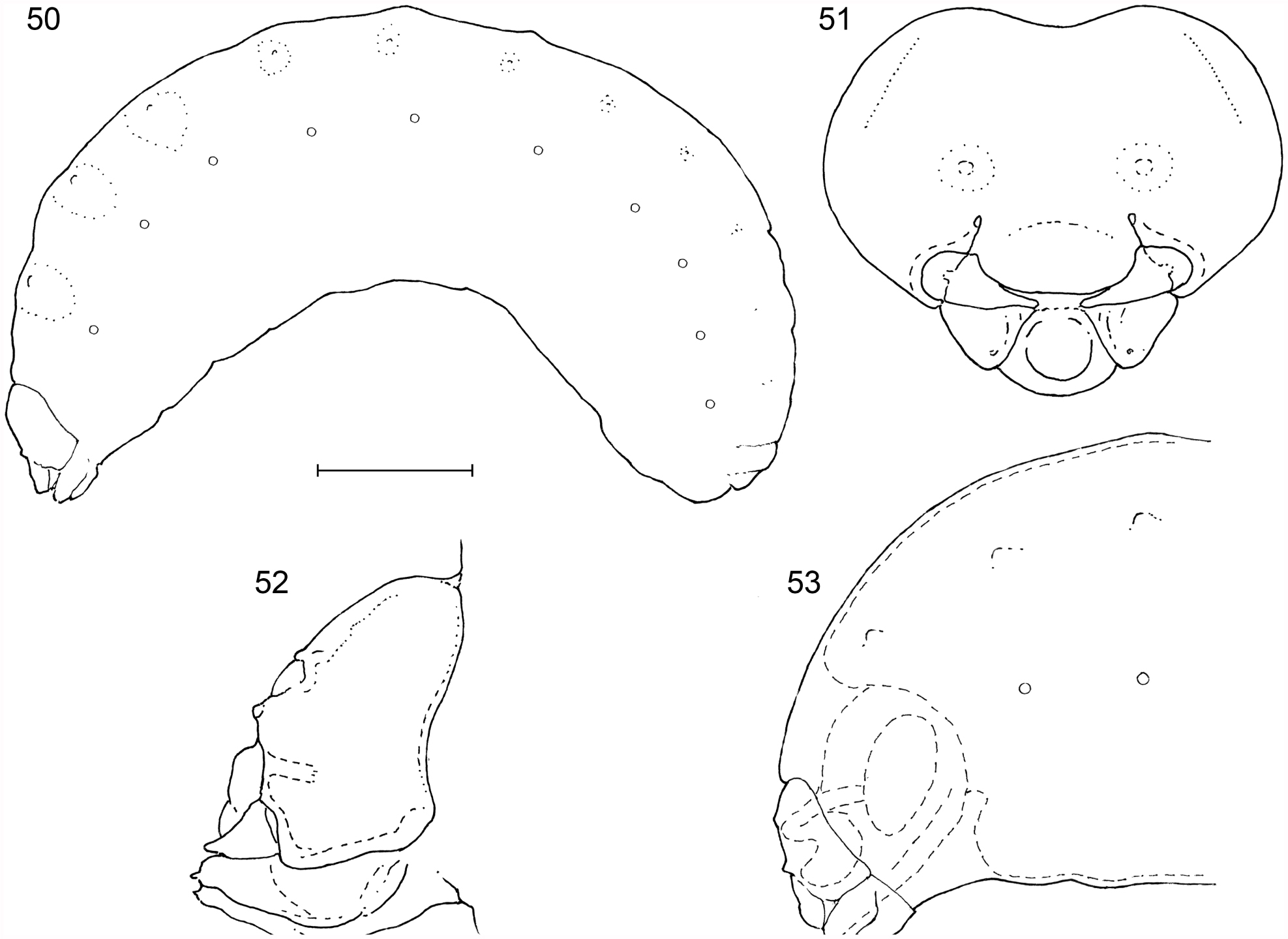 Immature Stages of Selected Meliponine Bees (Apoidea: Apidae)