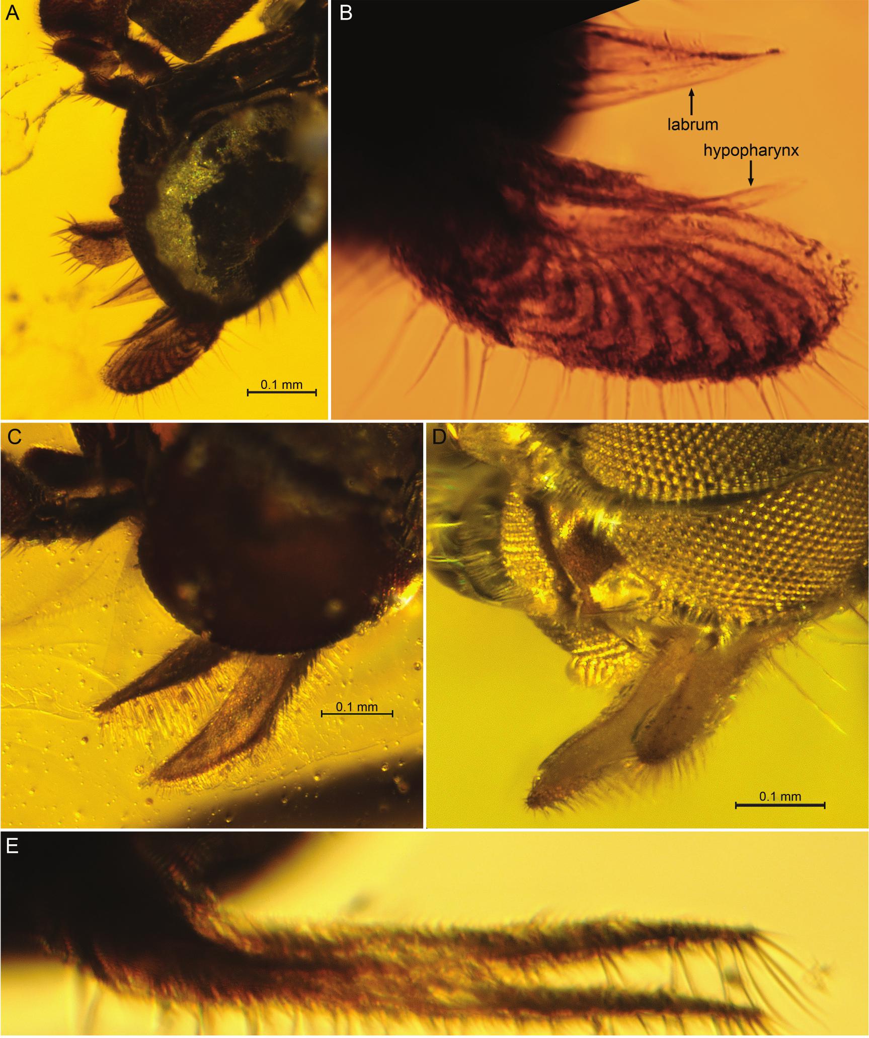 Cretaceous Diversity of the Relict Genus Alavesia Waters and Arillo ...