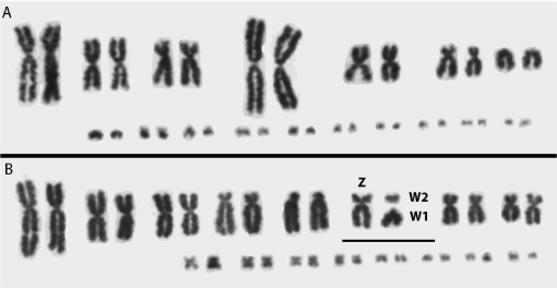 Karyotypes of Coralsnakes (Reptilia: Elapidae) from the Western ...