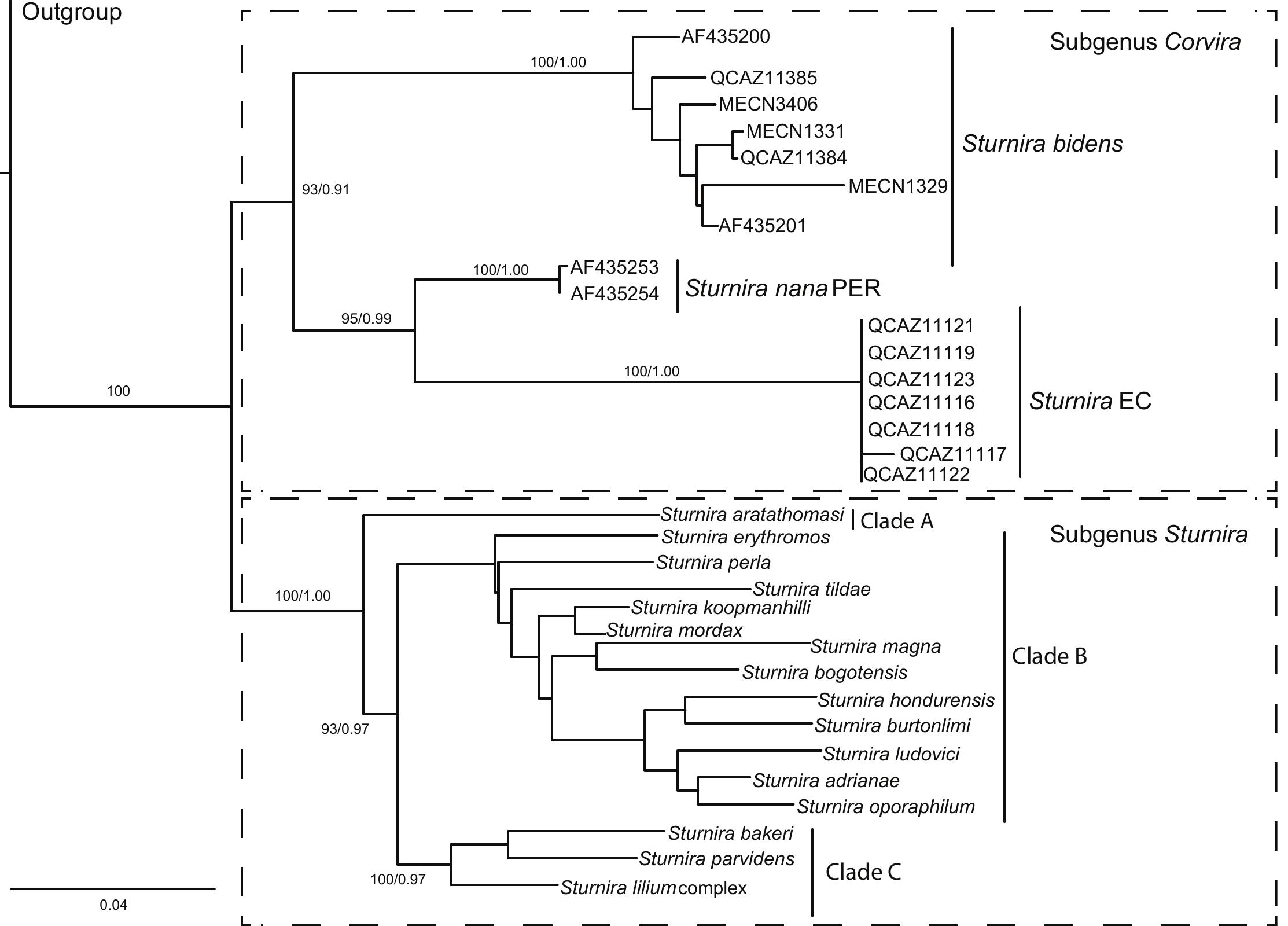 On the Taxonomic Identity of Sturnira nana Gardner and O'Neil, 1971 ...
