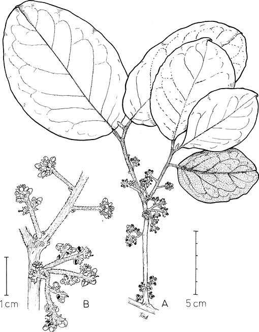 Additions to the Knowledge of the Genus Symplocos (Symplocaceae) in ...